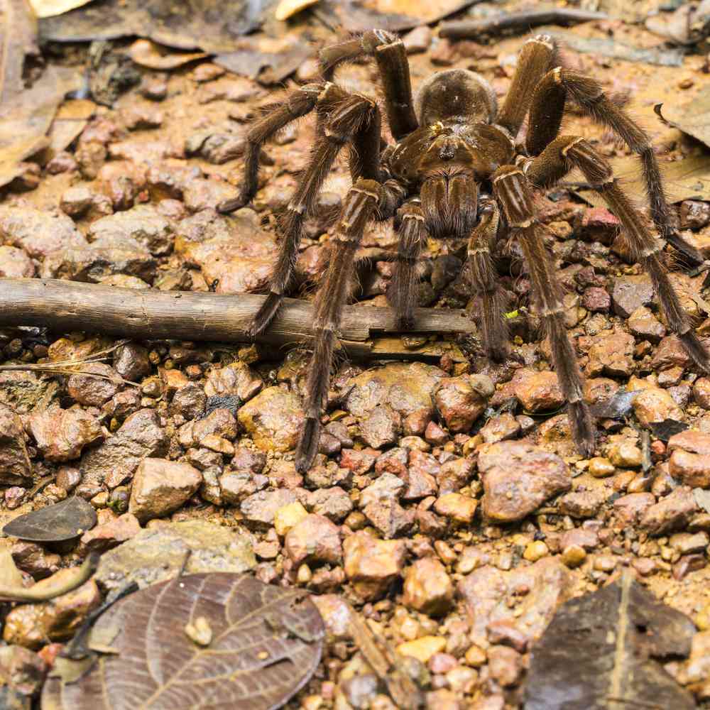 Goliath Birdeater Tarantula Arachnid for sale - Everything Pets